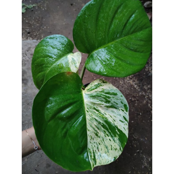 Jual Philo marble var | Shopee Indonesia