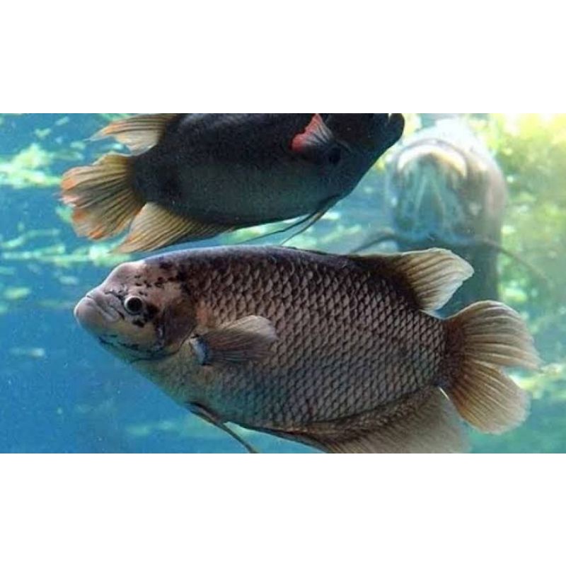 Jual Magot BSF Kering/dry Maggot | Shopee Indonesia