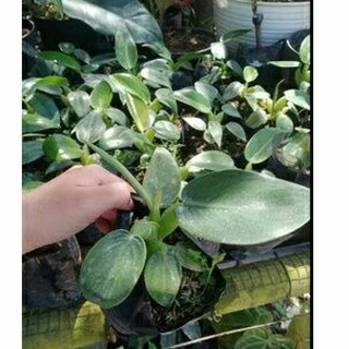 Jual philo katak Harga Terbaik & Termurah April 2024 | Shopee Indonesia