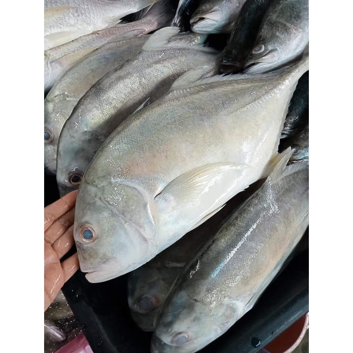 Jual Ikan Kuwe Segar Ikan Kuwe Fresh 1Kg | Shopee Indonesia