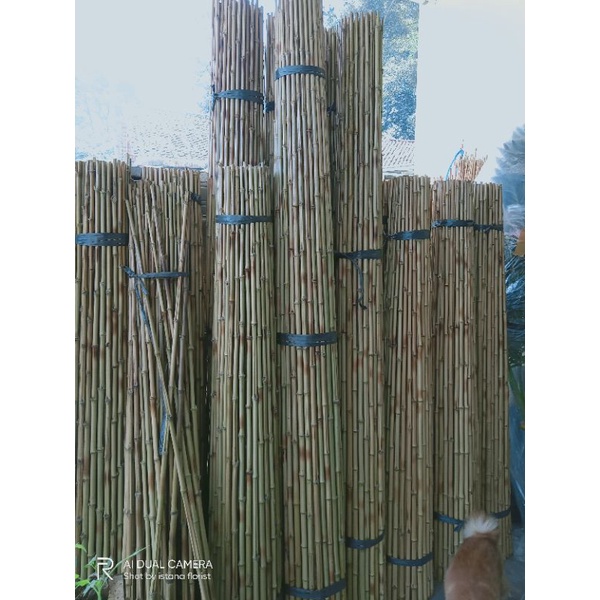 Jual Bambu cendani lurus, kokoh SDH di open t 150 cm-2 mtr | Shopee ...
