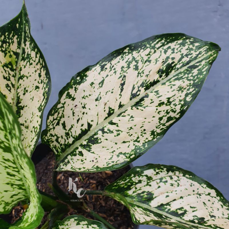 Jual Aglaonema Snow White | Shopee Indonesia