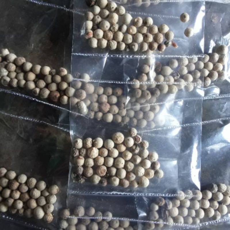 Jual merica bulat 1 renceng | Shopee Indonesia