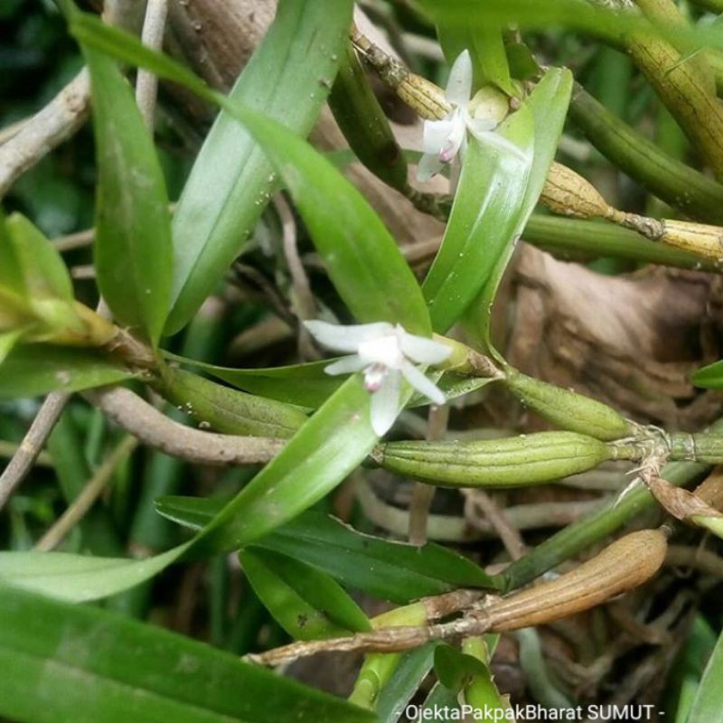 Jual Tanaman Anggrek Scaphyglottis Pakpak Orchid Scaphyglottis Orchid ...