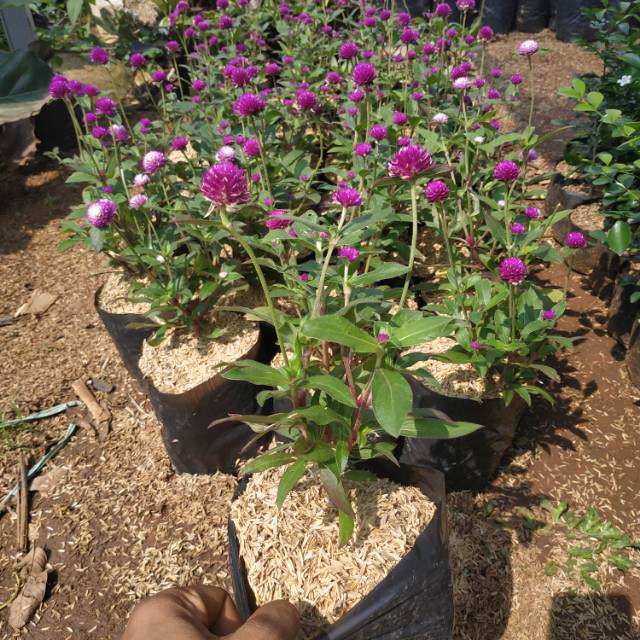 Jual Tanaman hias bunga kancing (Gomphrena Globosa) | Shopee Indonesia
