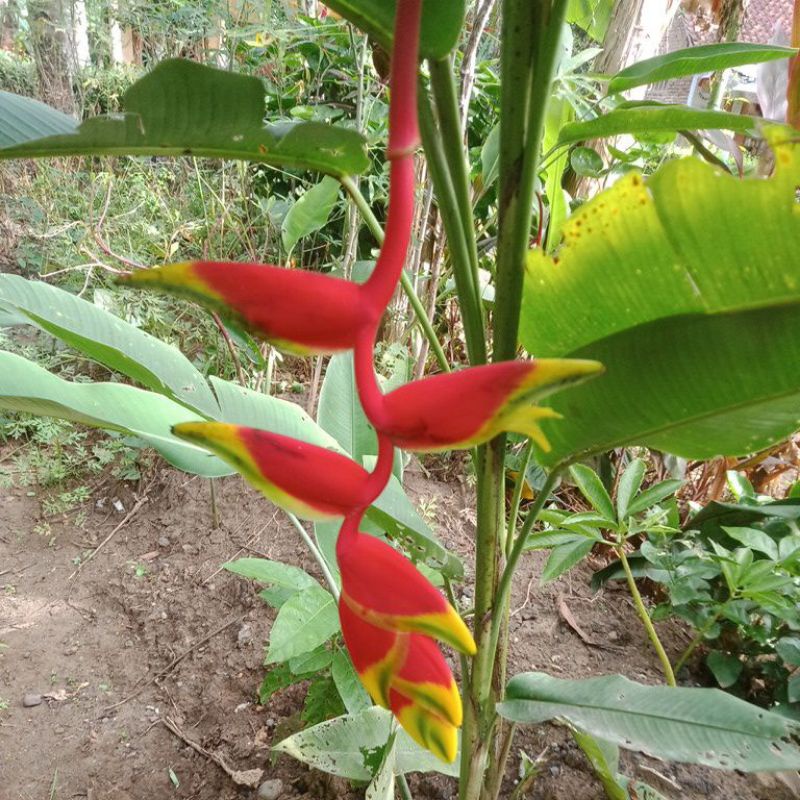 Jual bibit tanaman hias bunga pisang pisangan hias | Shopee Indonesia