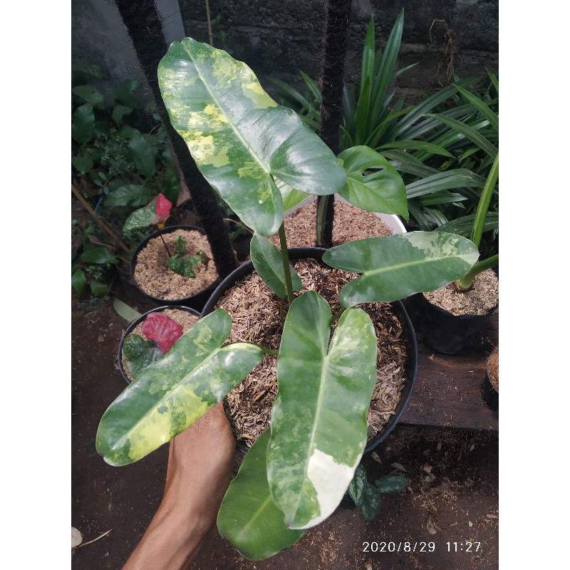 Jual Tanaman Philodendron Burle Marxi Varigata - Burle Marke brekele ...