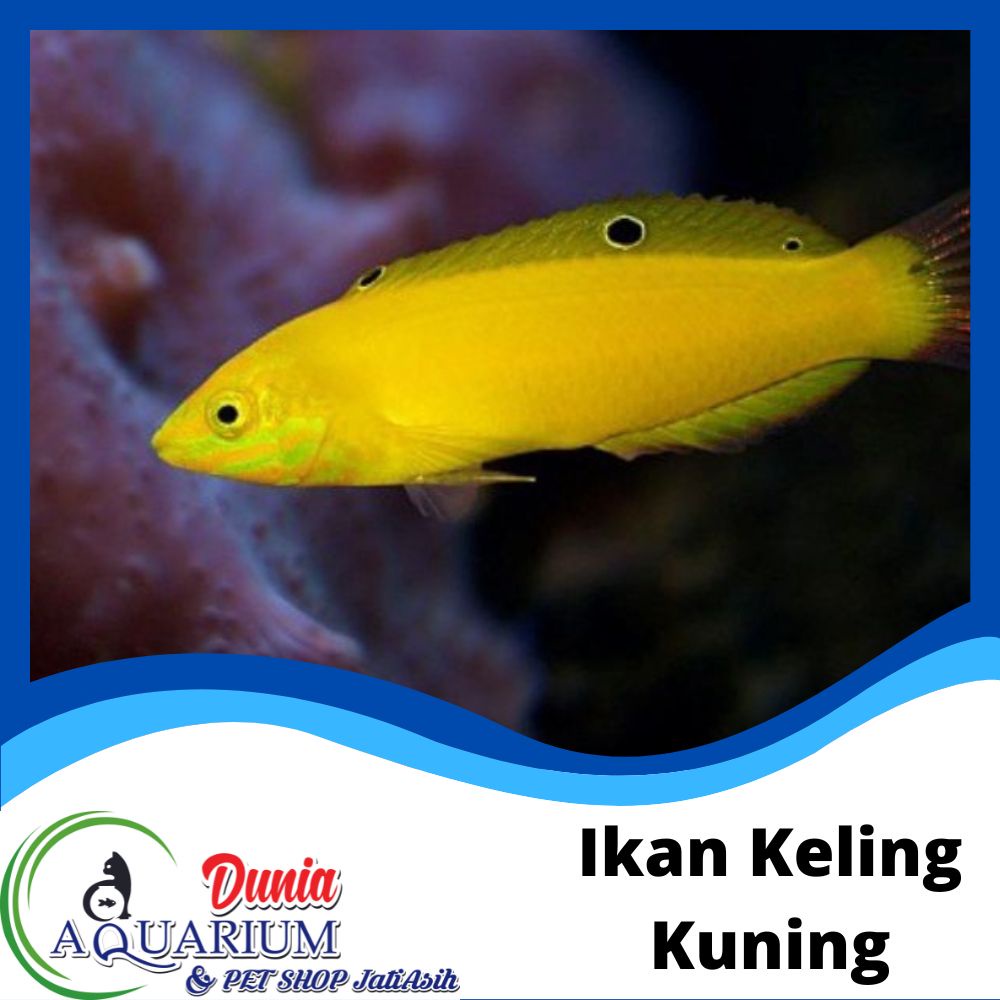 Jual Ikan Hias Laut Keling Kuning Marine Reef Tank | Shopee Indonesia