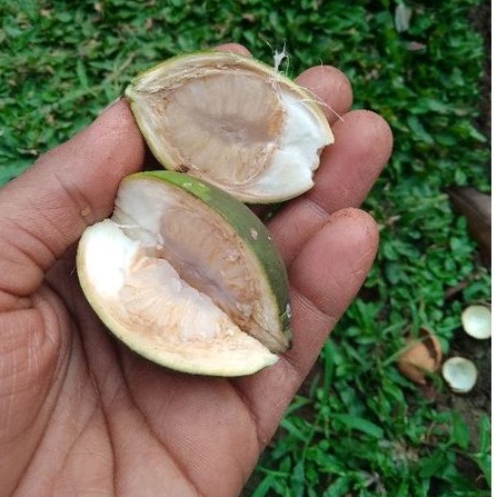 Jual Jambe Muda/Buah pinang/Jambe muda | Shopee Indonesia