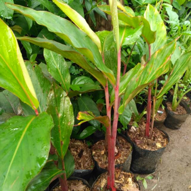 Jual Pohon herbal kecombrang / tanaman honje merah siap tanam | Shopee ...
