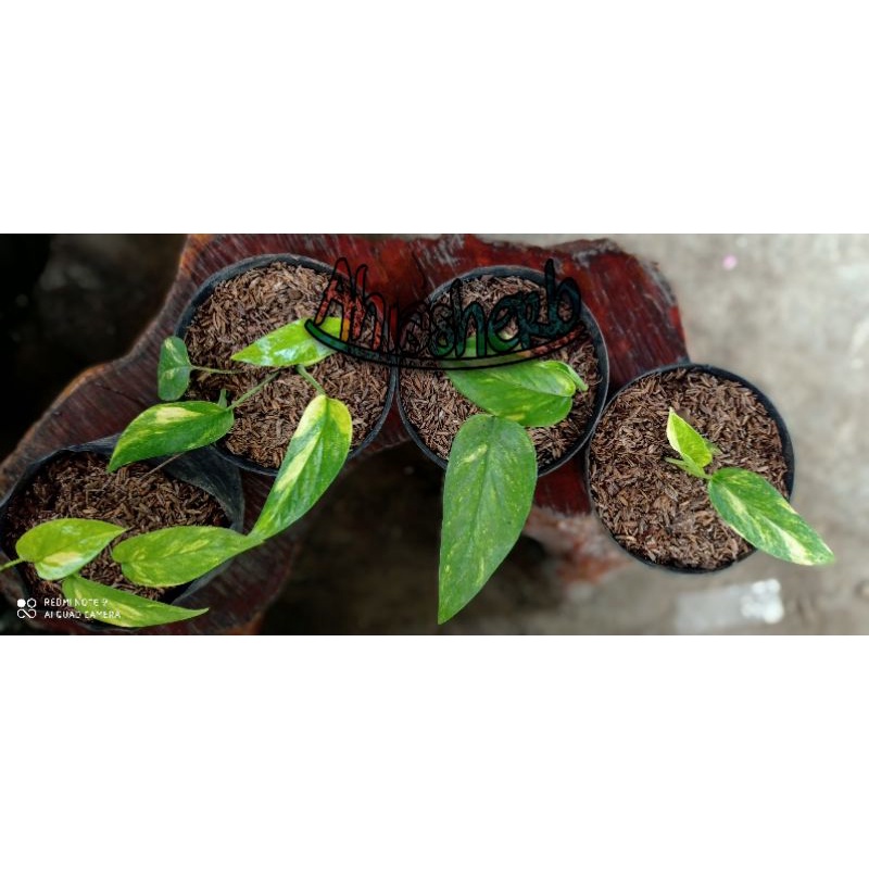 Jual Epip Kujang ORIGINAL / Epiprenum Pinatum Yellow Varigata F1 ...