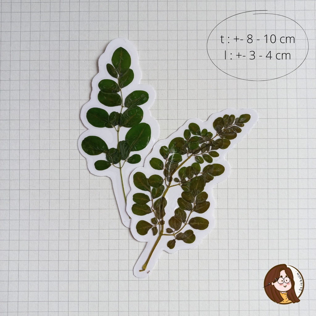 Jual Kelor Leafs Dried & Pressed Flower Sticker / Stiker Daun Kelor ...