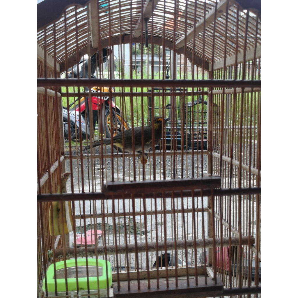 Jual Burung Rengganis cucak wilis jantan bahan pilihan | Shopee Indonesia