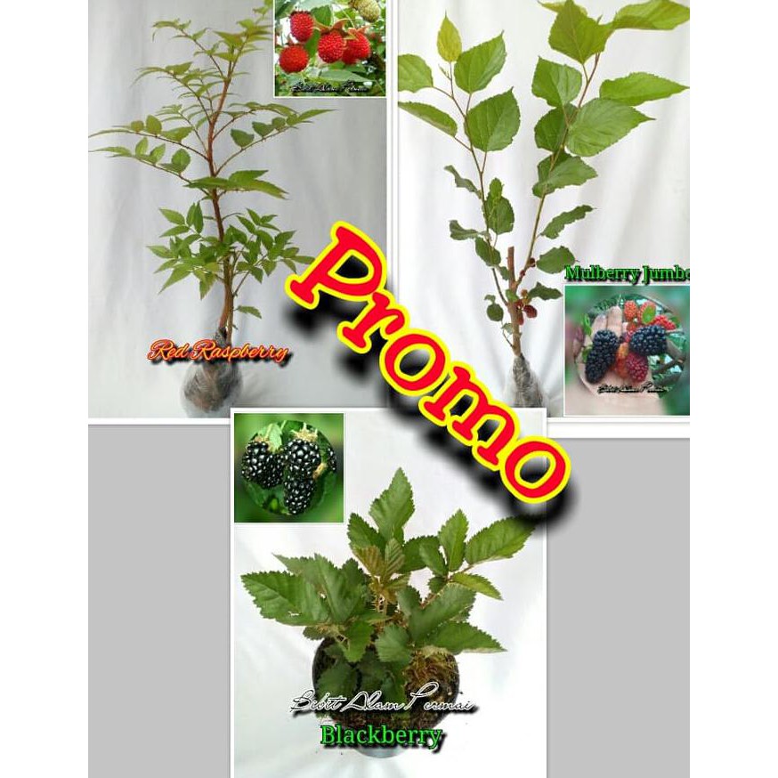 Jual Free Onhkir! Bibit Tanaman Buah Blackberry, Raspberry, Mulberry ...