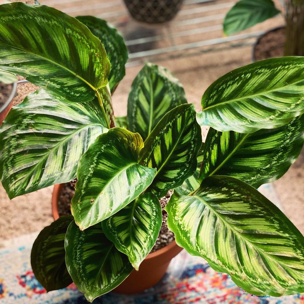 Jual Calathea Calathea Flame Star Tanaman Calathea Tanaman Hias Indoor ...