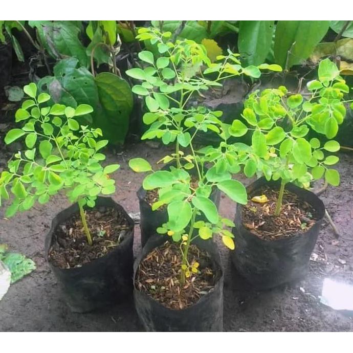 Jual Bibit Tanaman Pacar Arab - Pohon Daun Pacar Arab - Daun Henna h3i ...