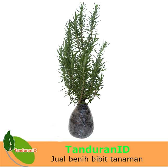 Jual Tanaman Obat Rosemary 30cm | Shopee Indonesia