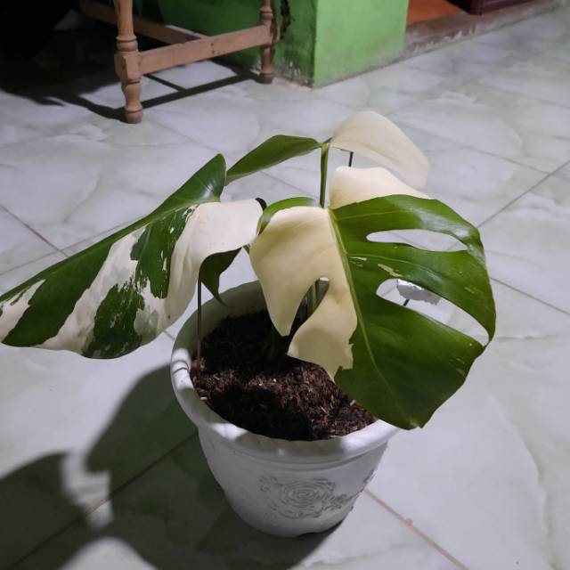 Jual MONSTERA VARIGATA | Shopee Indonesia