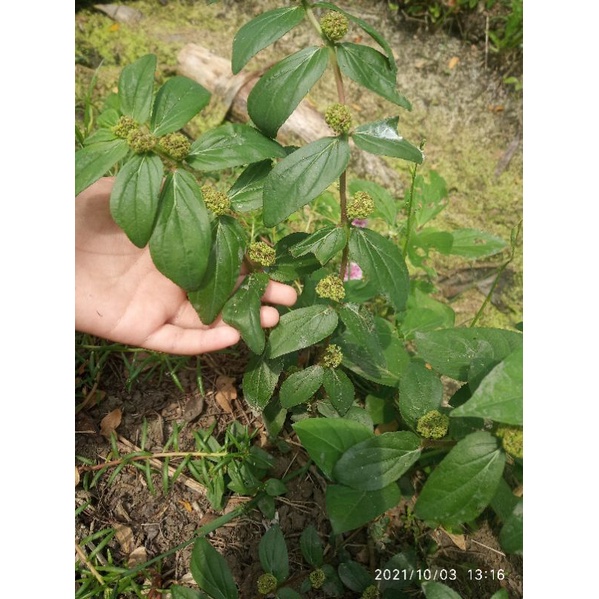 Jual Tanaman herbal patikan kebo / gendong anak segar | Shopee Indonesia