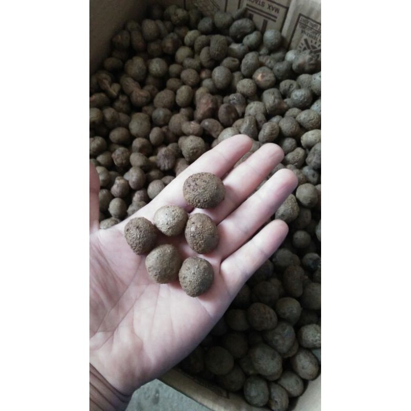 Jual bulbil katak porang benih porang buah | Shopee Indonesia