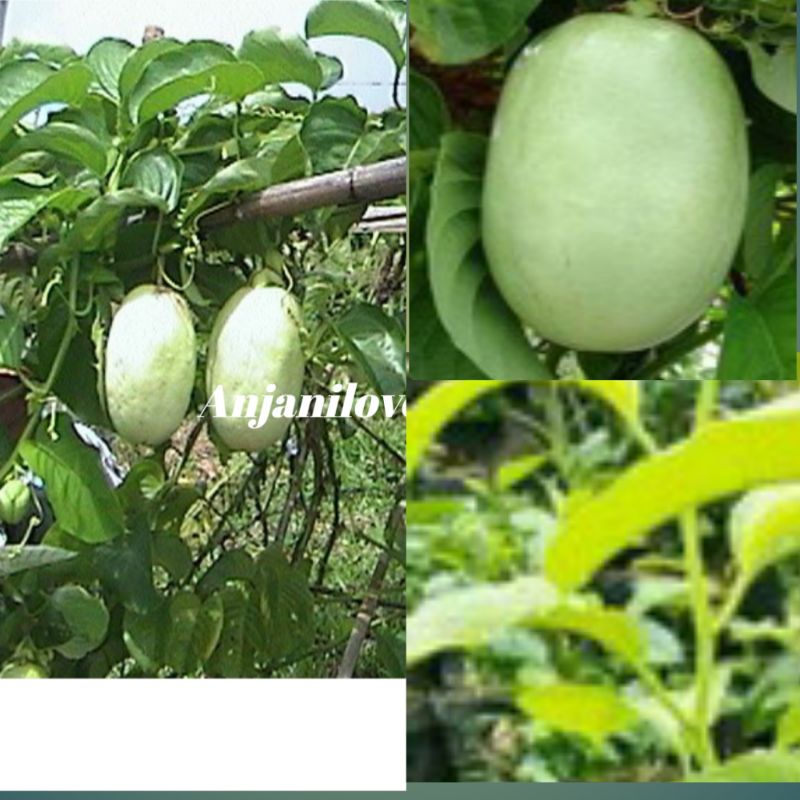 Jual bibit stek buah markisa jumbo/ pohon markusa jumbo | Shopee Indonesia