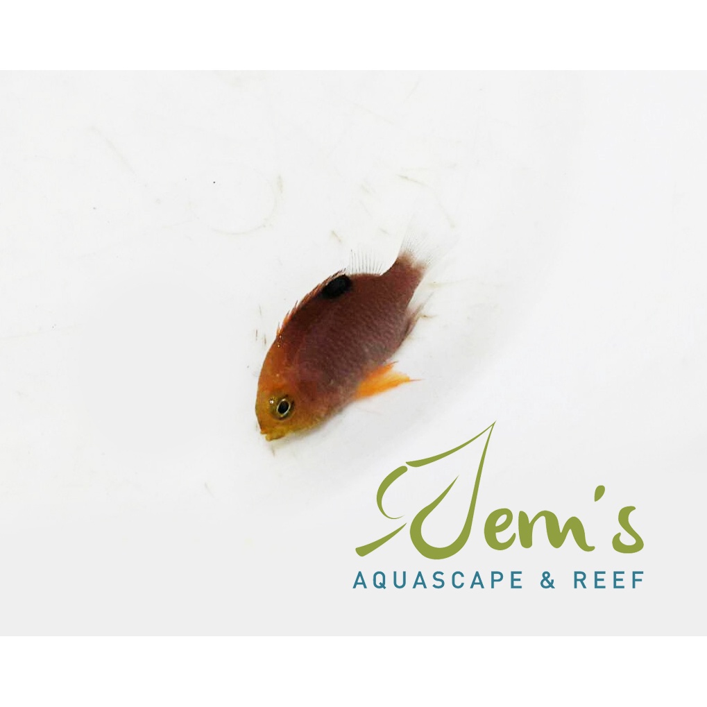 Jual Ikan Air Laut Betok Bintang Malam (Talbot's Damselfish) | Shopee ...