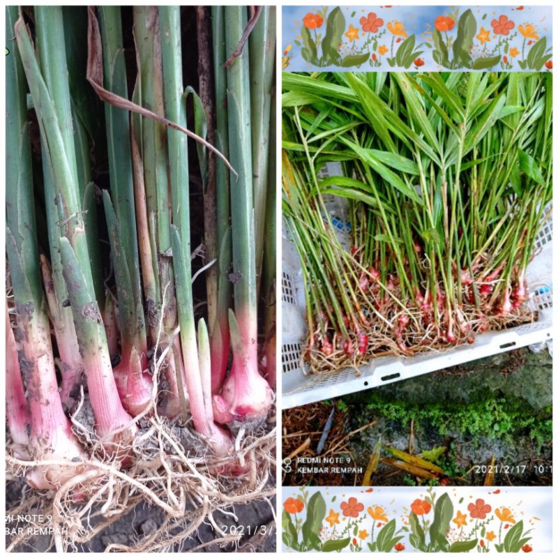 Jual BIBIT JAHE MERAH SUPER SIAP TANAM (1000 BIBIT) | Shopee Indonesia