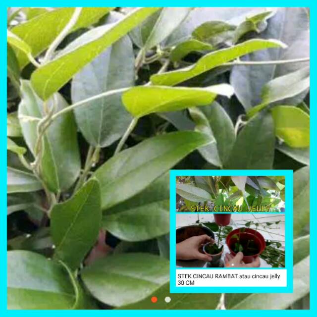 Jual PAKET STEK CINCAU JELLY HITAM | Shopee Indonesia