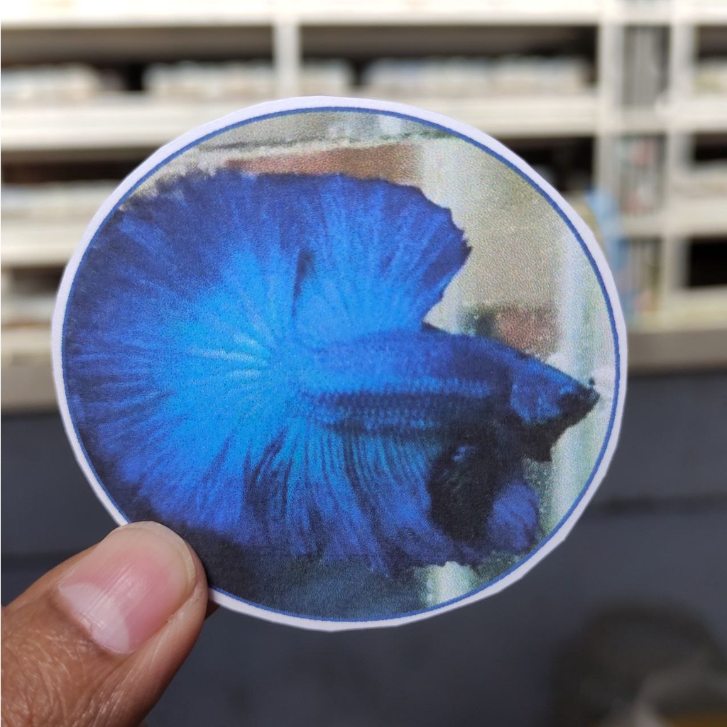 Jual STIKER DAN POSTER HALFMOON ROYAL BLUE 3K | Shopee Indonesia