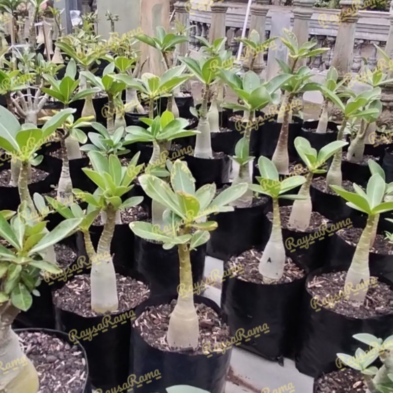 Jual adenium Arabicum RCN Thaisoco | Shopee Indonesia
