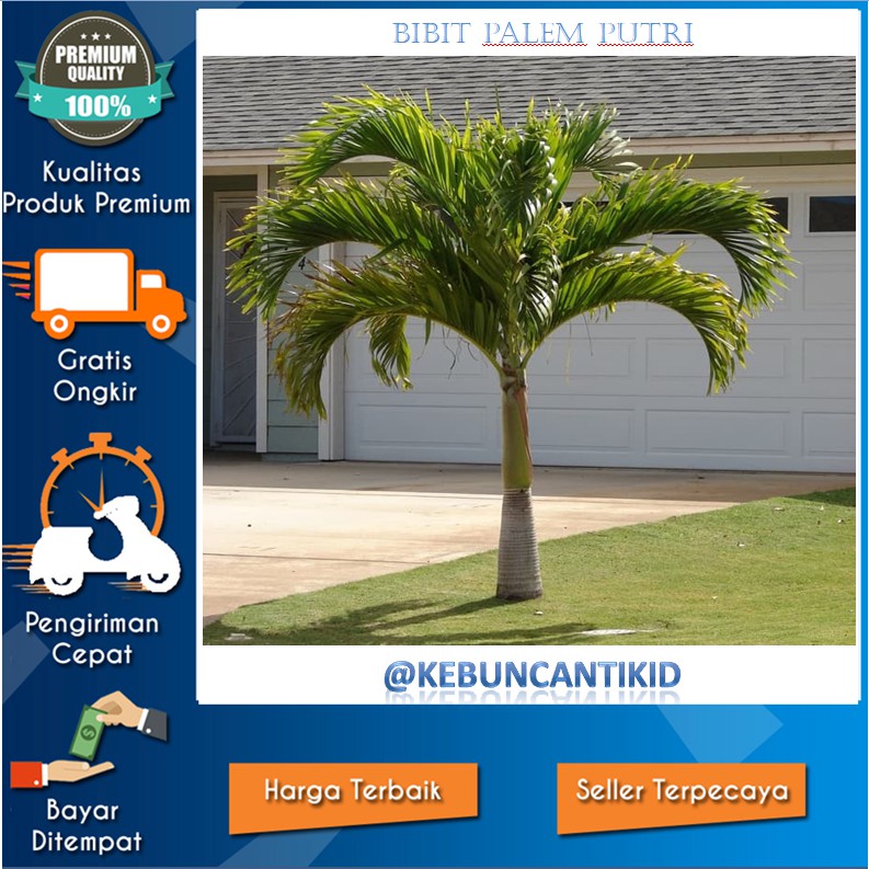 Jual PROMO [ BELI 3 GRATIS 1 ] BIBIT TANAMAN POHON PALEM PUTRI | Shopee Indonesia