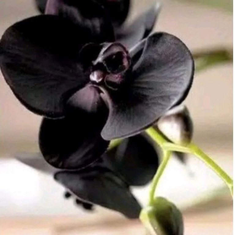 Jual Termurah!! tanaman hias anggrek dendrobium hitam papua langka ...