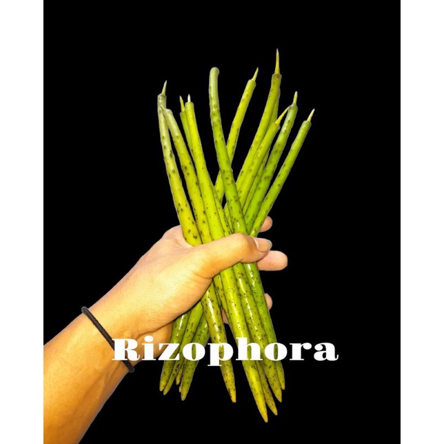 Jual BIBIT MANGROVE/BAKAU SEGAR | Shopee Indonesia