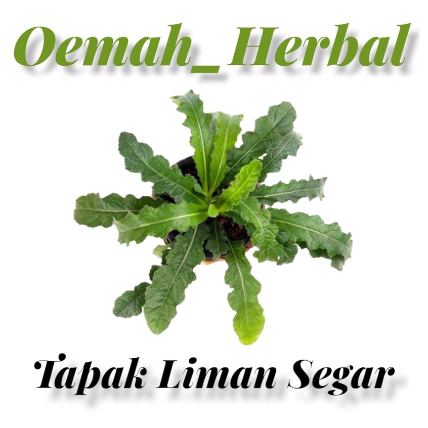 Jual Daun tapak liman segar 200 gram tapakliman segar | Shopee Indonesia