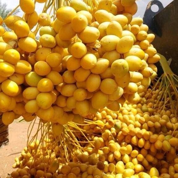 Jual /////] Kurma Muda Fresh 250 gram Kurma Ruthob Mengkel Natural ...