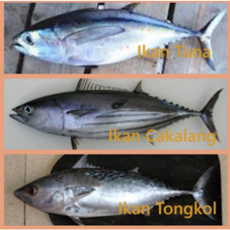 Jual IKAN TUNA/CAKALANG/TONGKOL/Super/ SEGAR | Shopee Indonesia