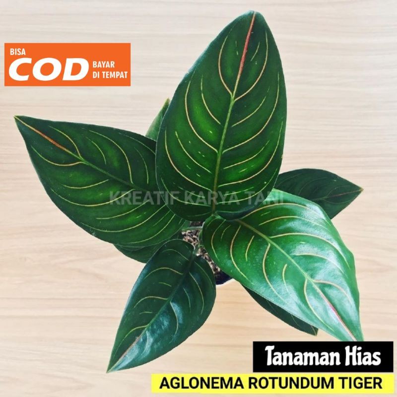 Jual Tanaman hias aglonema rotundum Tiger - Tanaman aglaonema rotundum ...
