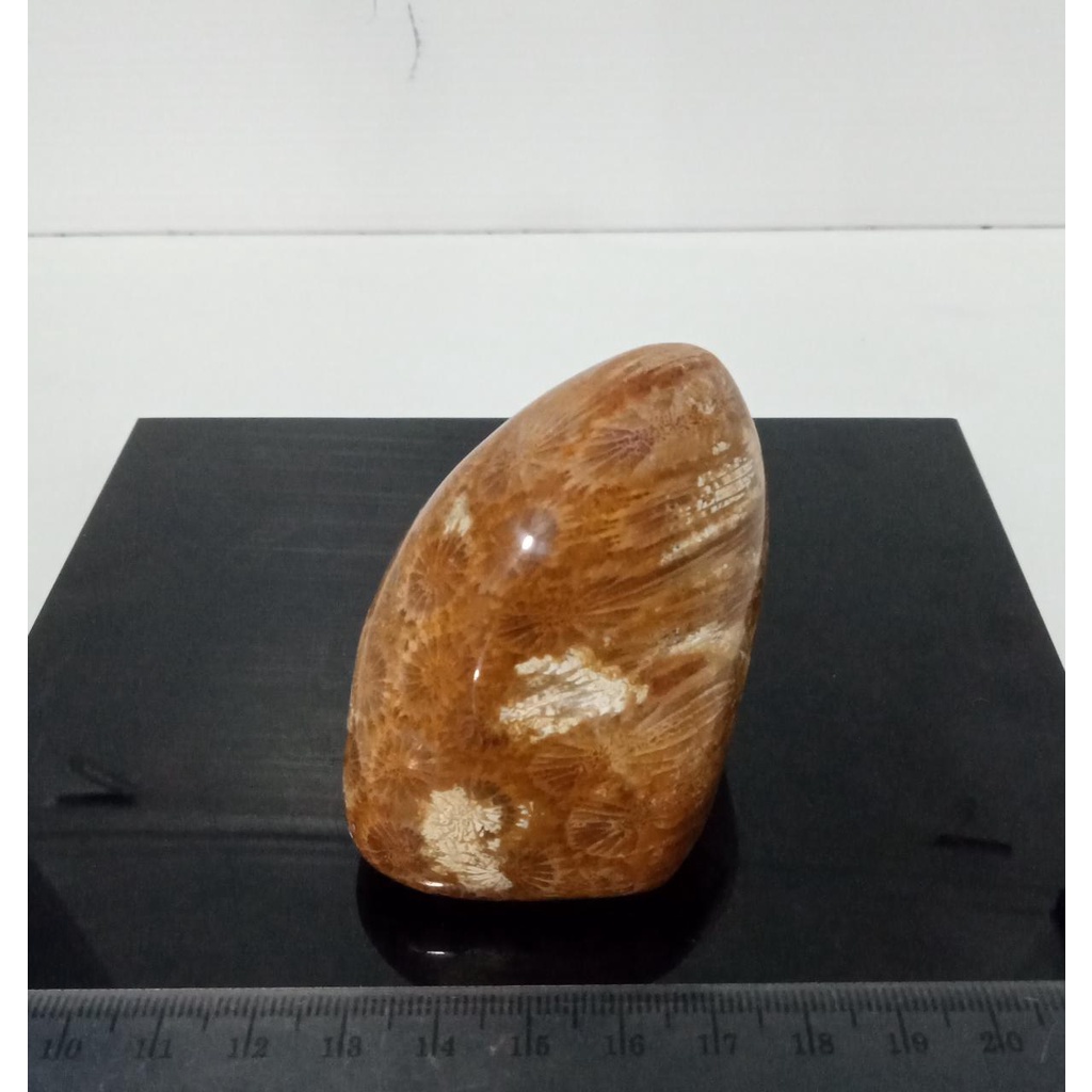 Jual Natural Coral Fossil Stone Polished 182 Grams | Shopee Indonesia