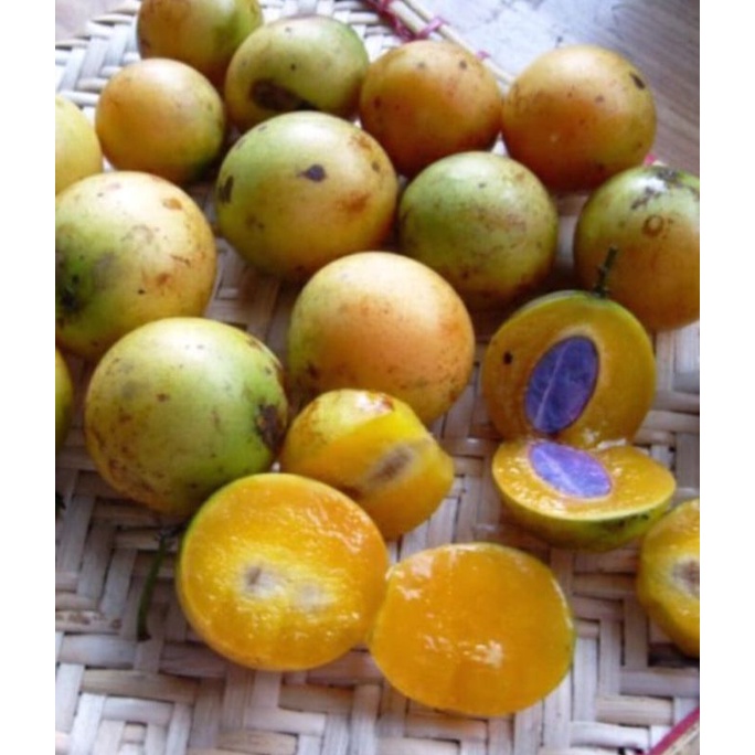 Jual Gandaria Matang 1 KG / Jatake Matang | Shopee Indonesia