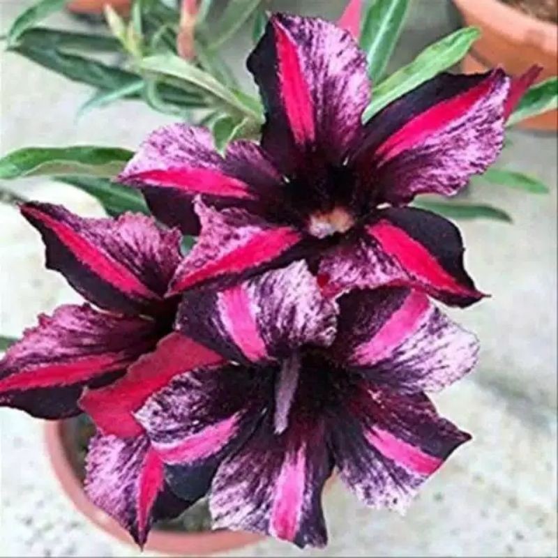 Jual adenium red miss black | Shopee Indonesia