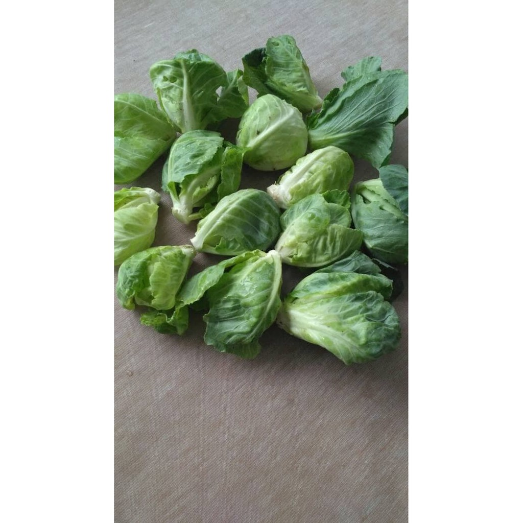 Jual Sayur Cuciwis / Siwil / Brussel Sprout / Sawi kecil 250 gram ...