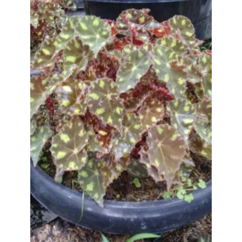 Jual tanaman hias begonia tiger cub | Shopee Indonesia