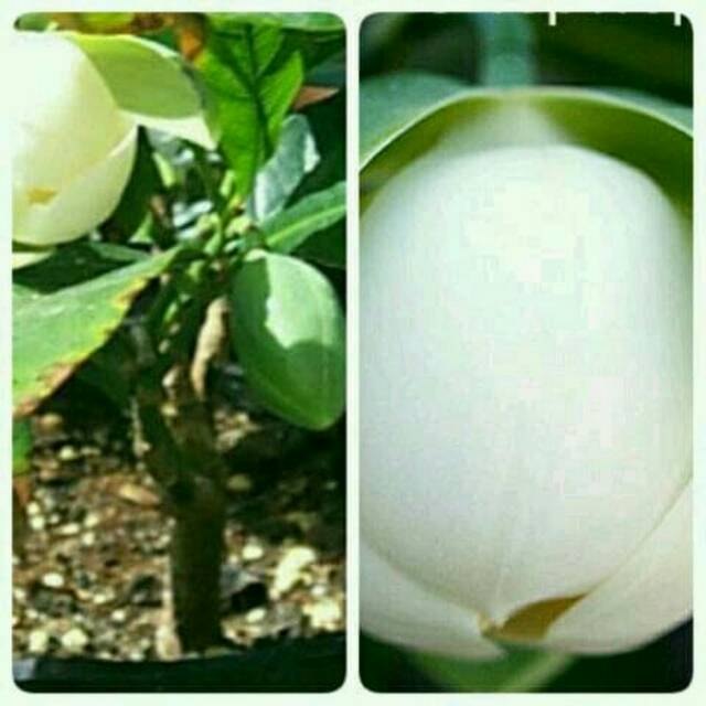 Jual Tanaman cempaka telur | Shopee Indonesia