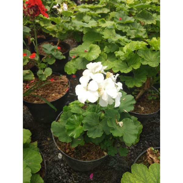 Jual geranium / granium putih tanaman hias | Shopee Indonesia