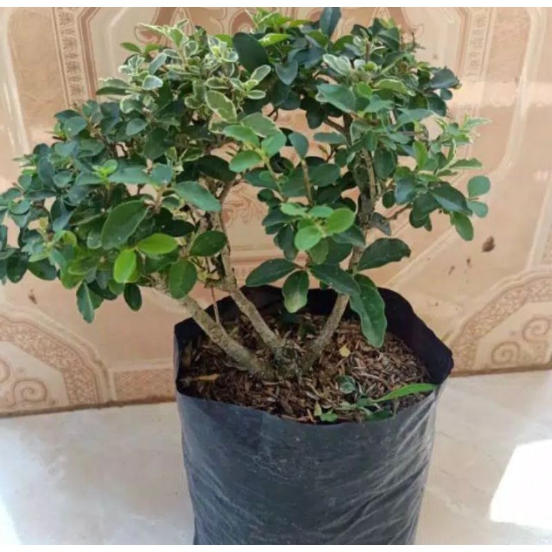 Jual pohon bonsai mini legistrum tanaman hias pohon bonsai mini ...