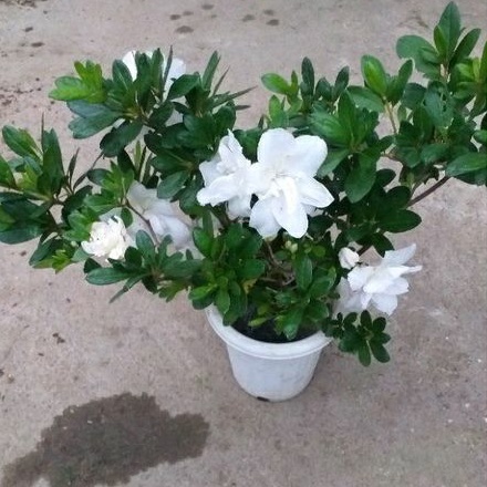 Jual Tanaman Hias Azalea Putih | Shopee Indonesia