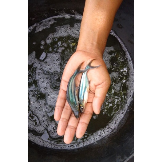 Jual bibit ikan patin 10 cm | Shopee Indonesia