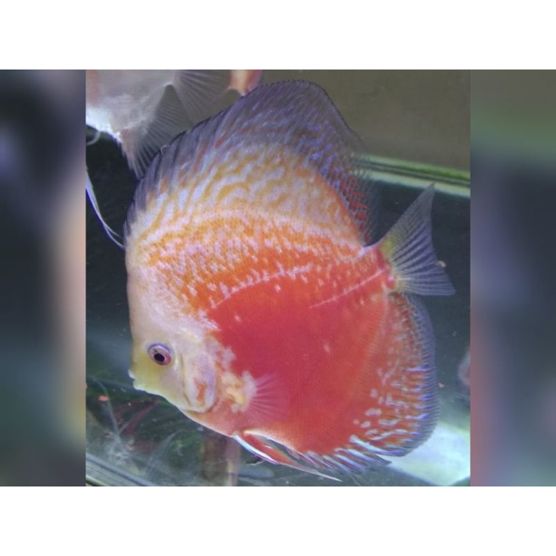 Jual Ikan discus varian RED VALENTINE dari genetik pilihan spt foto ...