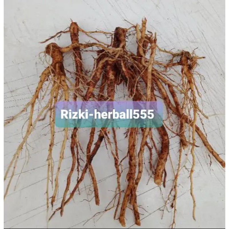 Jual akar pulutan segar paket 500 gram | Shopee Indonesia