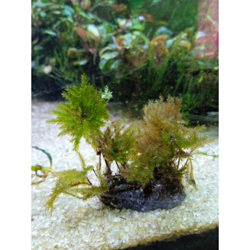 Jual umbrella moss pohon moss tanaman air aquascape | Shopee Indonesia